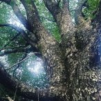 Woodland, Wildflowers, Meadows, Farm Wedding Venue in the Smokies ...